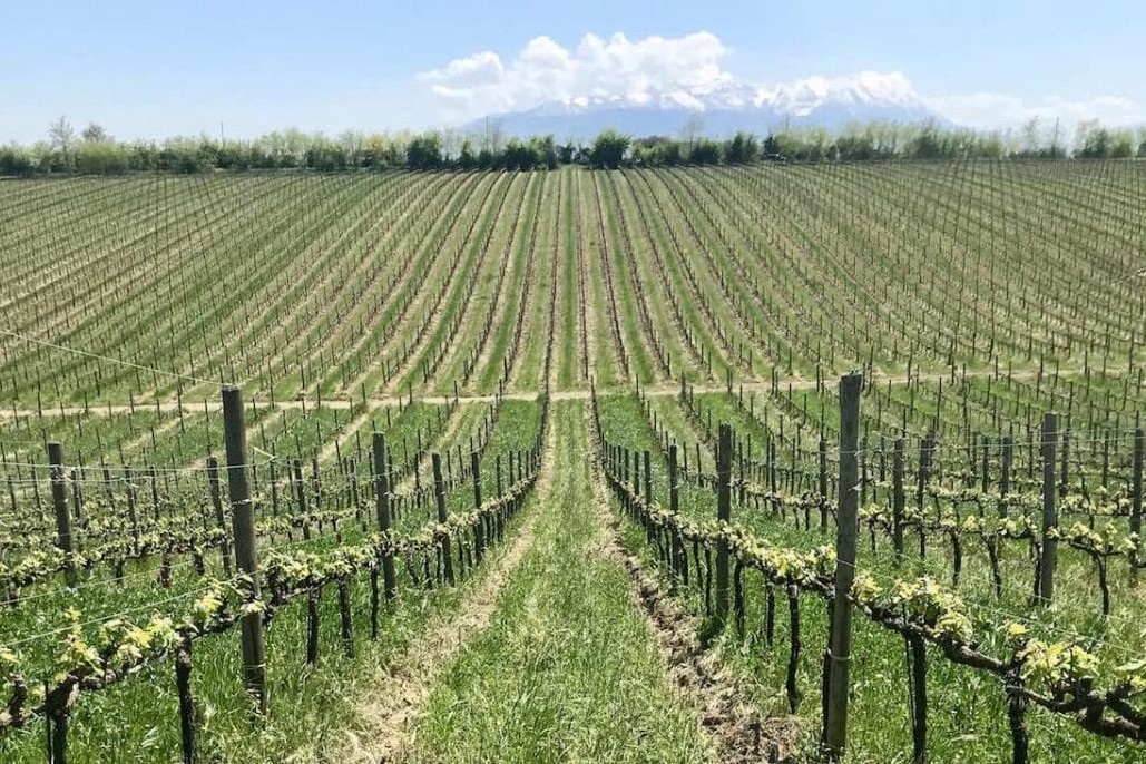Roscioli Italian Wine Club | Italian Wine Blog | Our Guide to Natural Wine
